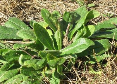 Common bugloss- June 2019 - MSU Extension Invasive Plants | Montana ...