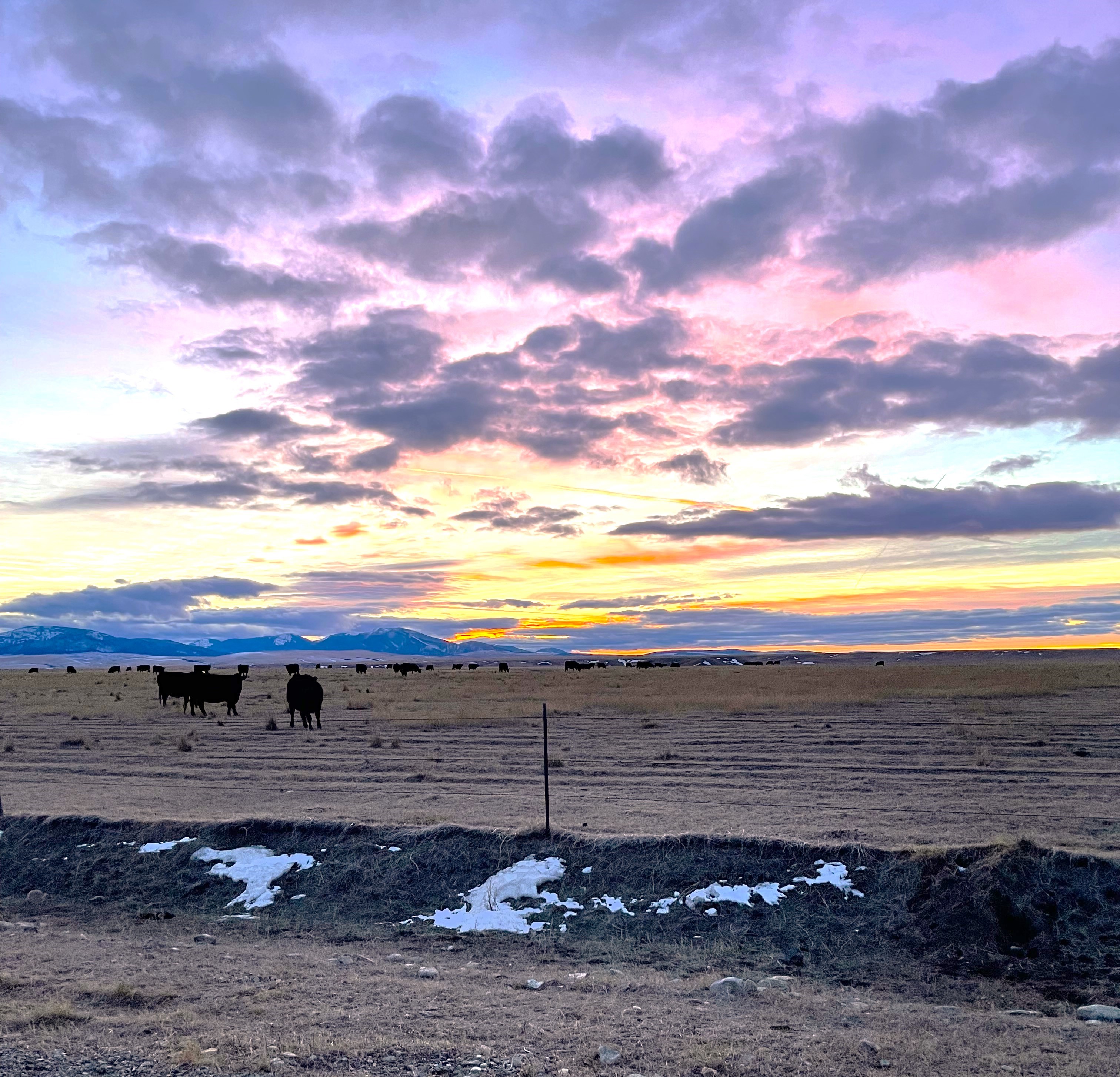Crops & Livestock - Judith Basin County Extension | Montana State ...